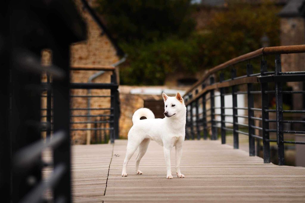 Accueil - Elevage Gangsta Pride - Eleveur de chiens de race Kishu